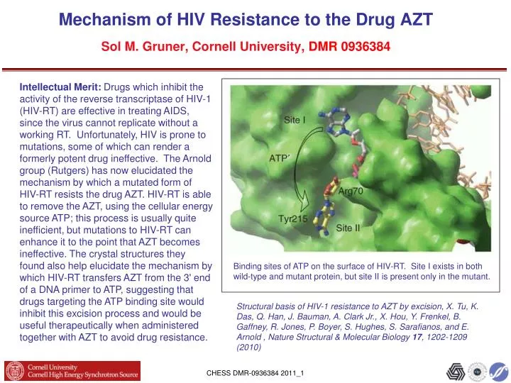 PPT - Mechanism of HIV Resistance to the Drug AZT Sol M. Gruner ...