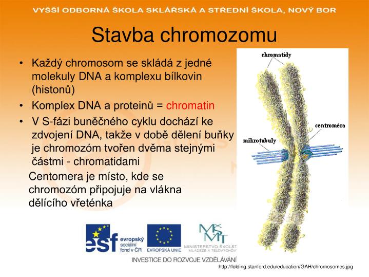 PPT - Chromozomy PowerPoint Presentation - ID:3626749