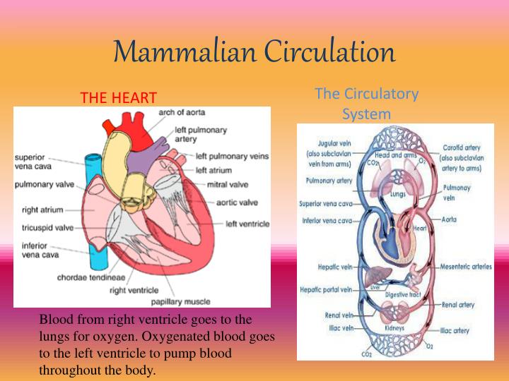 PPT - CHAPTER 42 CIRCULATION & GAS EXCHANGE PowerPoint Presentation ... PPT - CHAPTER 42 CIRCULATION & GAS EXCHANGE PowerPoint Presentation ...