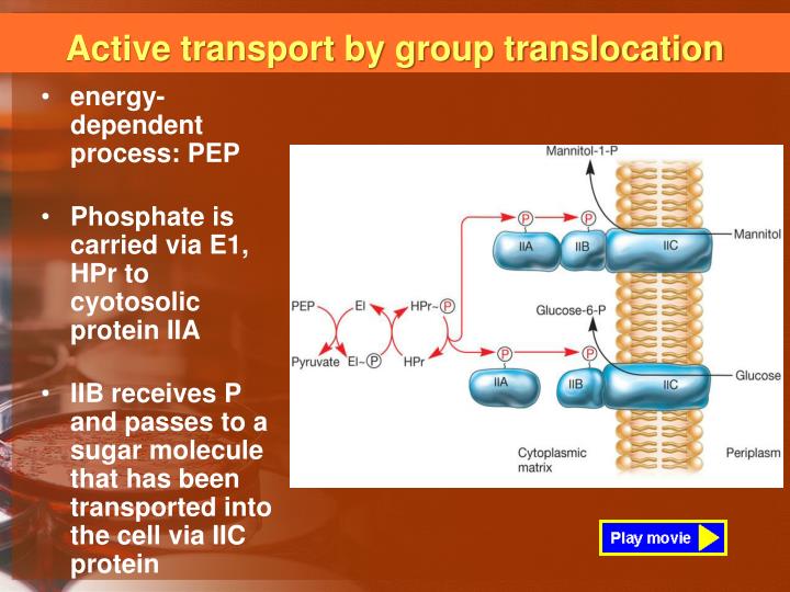 PPT - Microbial Nutrition PowerPoint Presentation - ID:3631690
