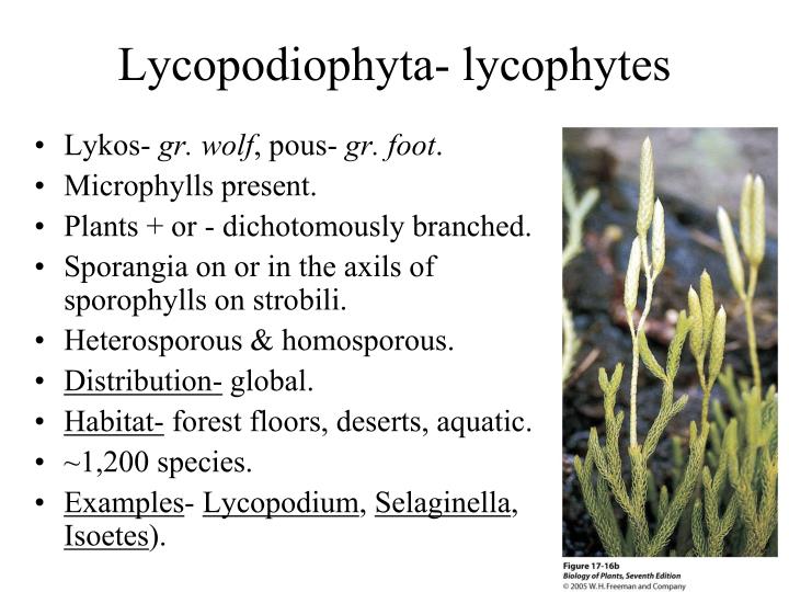 PPT - Seedless Vascular Plants Chapter 17 PowerPoint Presentation - ID ...