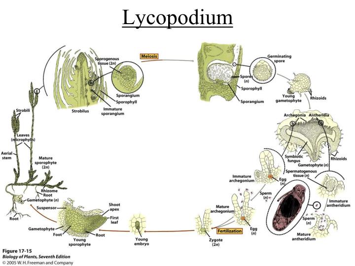 PPT - Seedless Vascular Plants Chapter 17 PowerPoint Presentation - ID ...