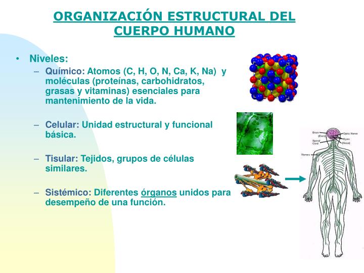 PPT - 1.- INTRODUCCIÓN A LA FISIOLOGÍA PowerPoint Presentation - ID:3633364