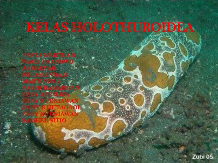 PPT - KELAS HOLOTHUROIDEA PowerPoint Presentation, free download - ID ...