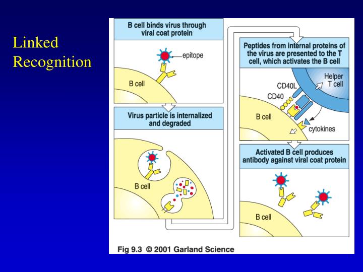 PPT - The Humoral (B cell) Immune Response PowerPoint Presentation - ID ...