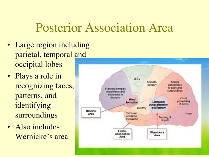 PPT - Brain Anatomy PowerPoint Presentation - ID:3634385