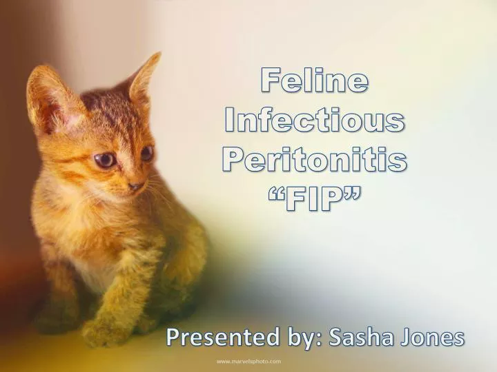 PPT - Feline Infectious Peritonitis “FIP” PowerPoint Presentation, free ...