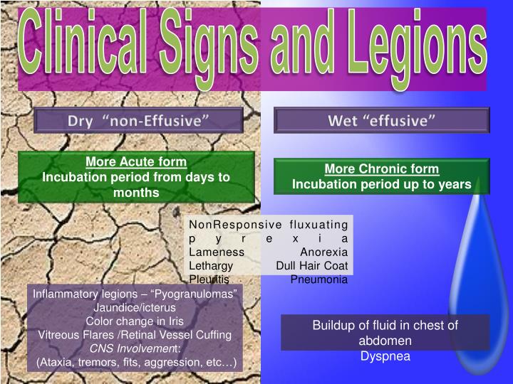 PPT - Feline Infectious Peritonitis “FIP” PowerPoint Presentation - ID ...