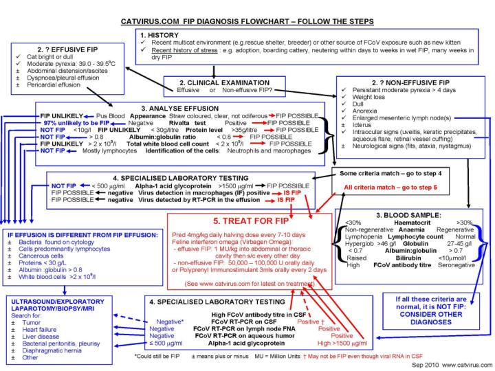 PPT - Feline Infectious Peritonitis “FIP” PowerPoint Presentation - ID:3635534