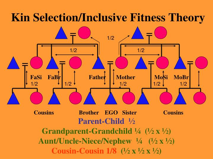 PPT - Evolutionary Psychology, Reproduction and Gender Roles PowerPoint ...