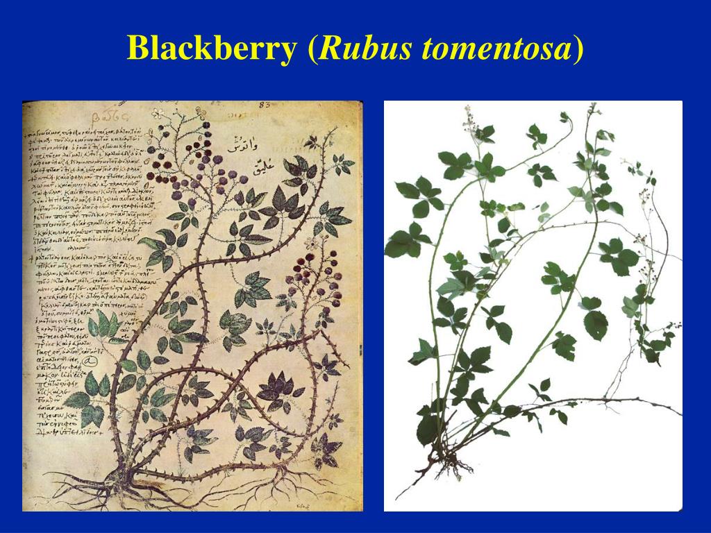 PPT - The Juliana Anicia Codex : 1500 Year Anniversary of a ...