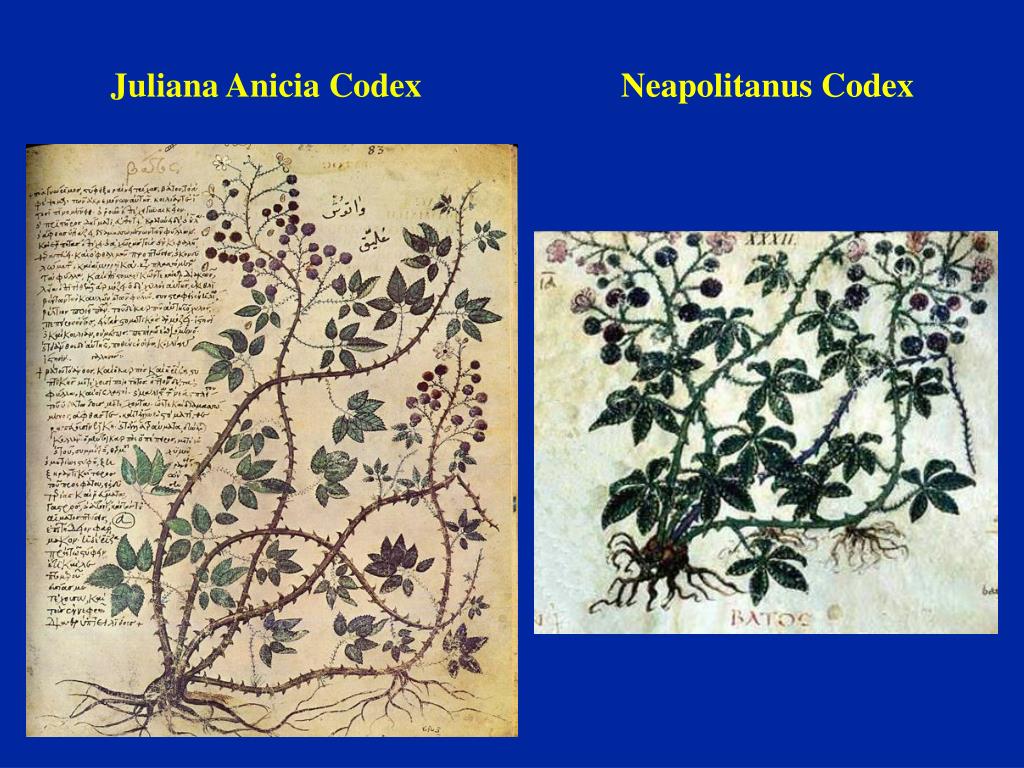 PPT - The Juliana Anicia Codex : 1500 Year Anniversary of a ...