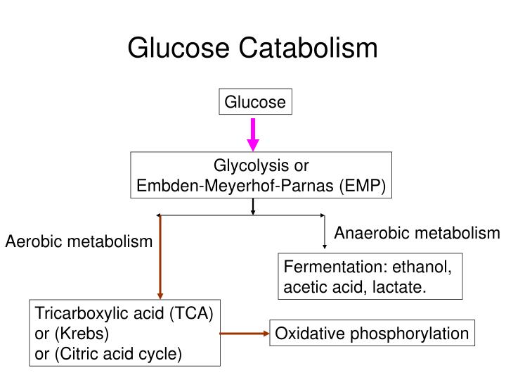 PPT - Metabolic Pathways PowerPoint Presentation - ID:3639114