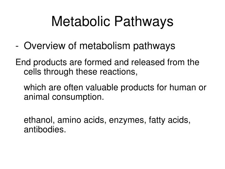 PPT - Metabolic Pathways PowerPoint Presentation - ID:3639114