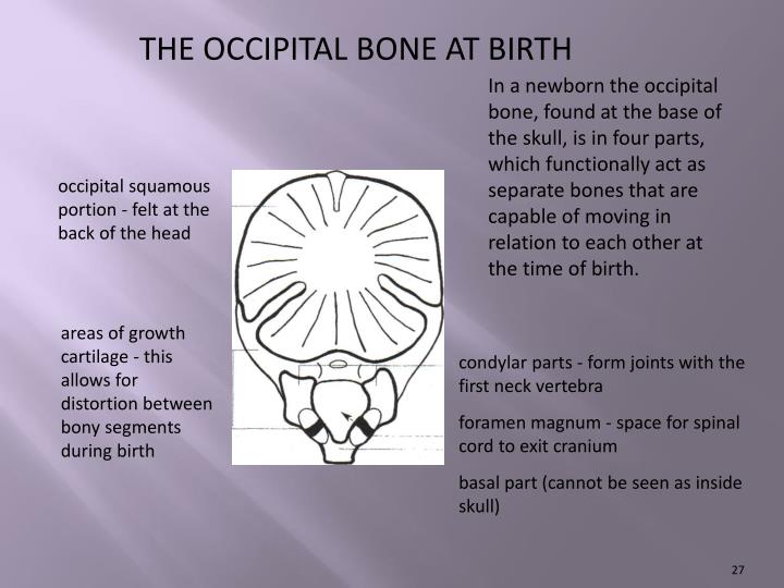 PPT - Craniosacral therapy PowerPoint Presentation - ID:3639135