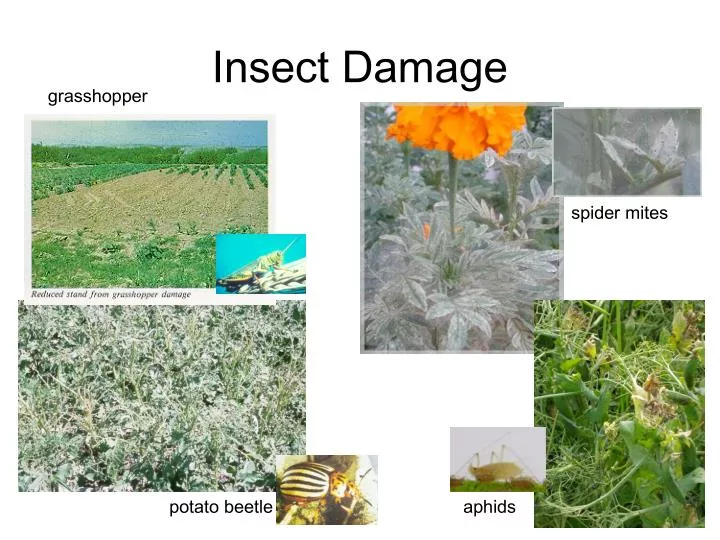 PPT - Insect Damage PowerPoint Presentation, free download - ID:3639158