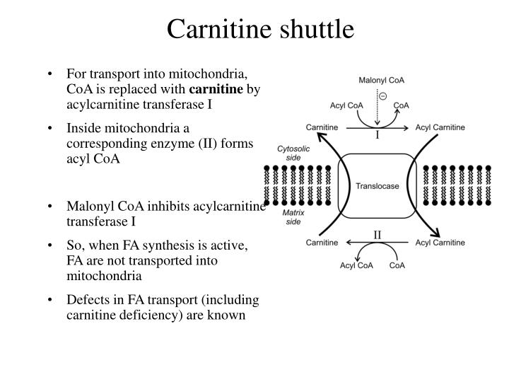 PPT - LIPID METABOLISM PowerPoint Presentation - ID:3640111