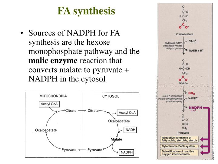PPT - LIPID METABOLISM PowerPoint Presentation - ID:3640111