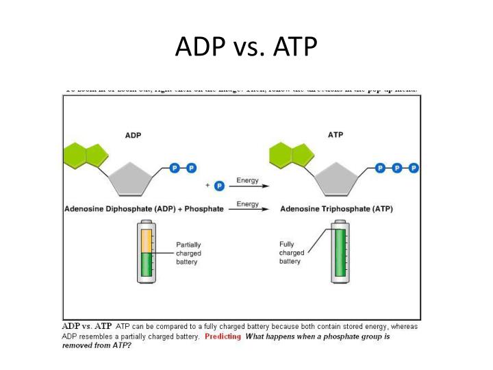 PPT - Cellular Respiration PowerPoint Presentation - ID:3640394