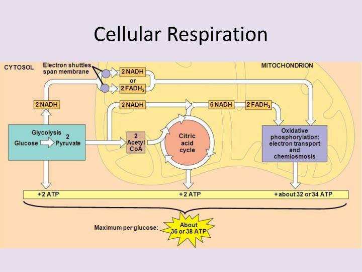 PPT - Cellular Respiration - Conclusion PowerPoint Presentation - ID ...
