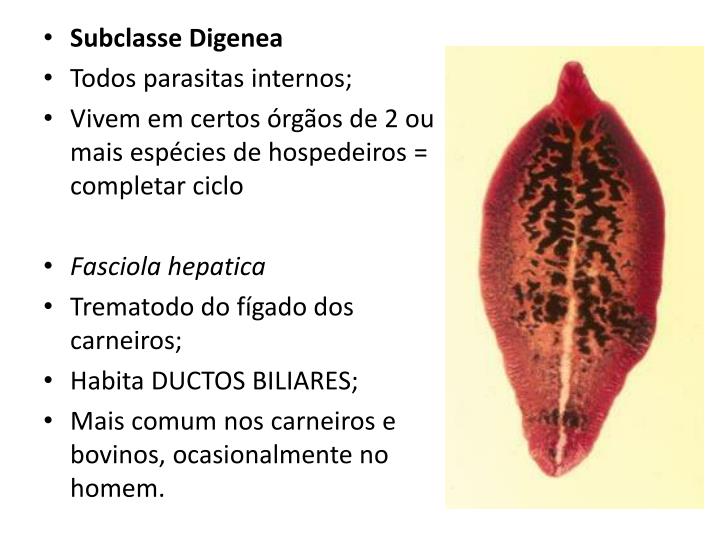 PPT - Filo Platyhelminthes Classe Trematoda PowerPoint Presentation ...