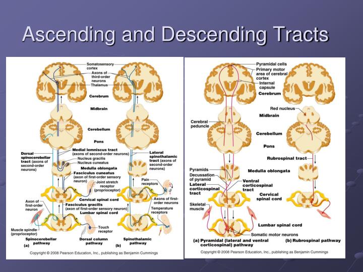 PPT - Ch 13: Central Nervous System: Part 2 PowerPoint Presentation ...