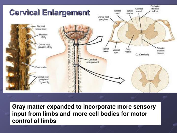 PPT - Ch 13: Central Nervous System: Part 2 PowerPoint Presentation ...
