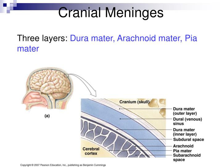 PPT - The Nervous System The Brain Chapter 16 PowerPoint Presentation ...