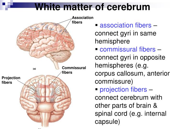 PPT - The Nervous System The Brain Chapter 16 PowerPoint Presentation ...