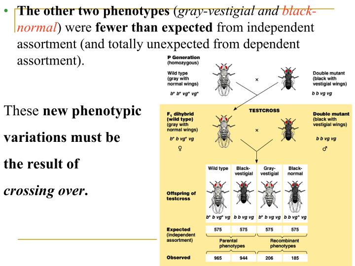 PPT - Thomas Hunt Morgan’s Work on Fruit Flies PowerPoint Presentation ...