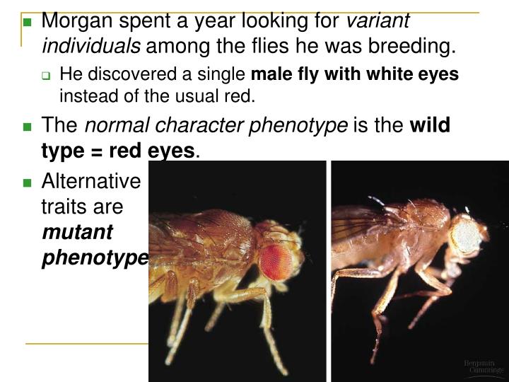 PPT - Thomas Hunt Morgan’s Work on Fruit Flies PowerPoint Presentation ...