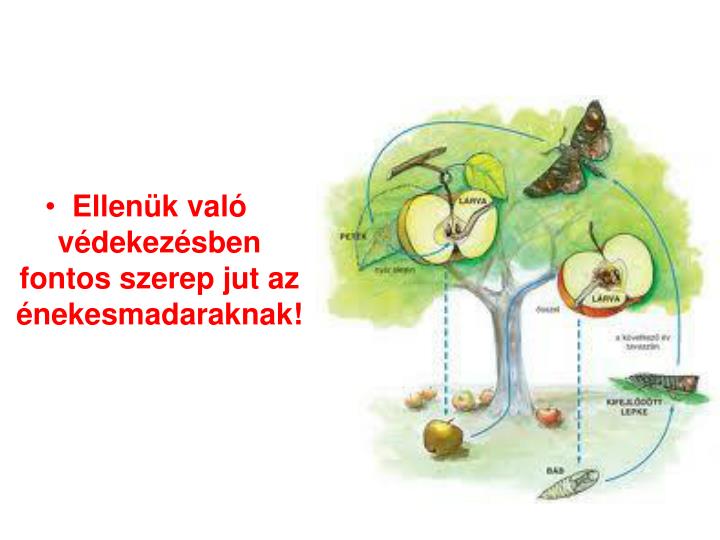 PPT - Az almafa PowerPoint Presentation - ID:3641429