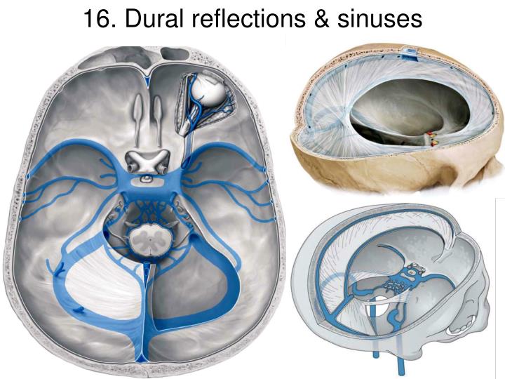 PPT - 1. Surface landmarks of skull PowerPoint Presentation - ID:3641747