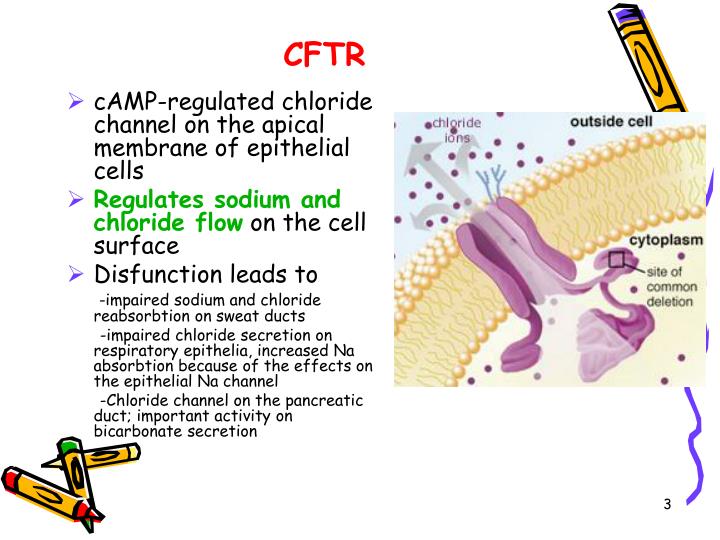 PPT - Nasal potential difference measurements of our cystic fibrosis ...