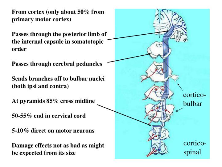 PPT - 2217 – Motor system Somatic – striated muscle Autonomic – smooth ...