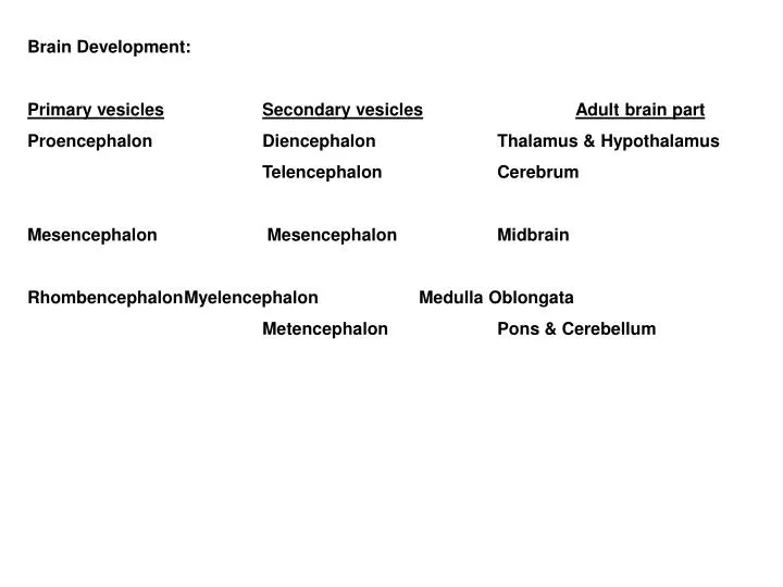 PPT - Brain Development: Primary vesicles Secondary vesicles Adult ...