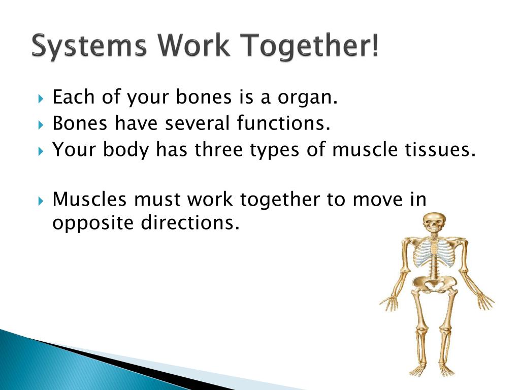PPT Muscular And Skeletal System PowerPoint Presentation Free PPT Muscular And Skeletal System PowerPoint Presentation Free
