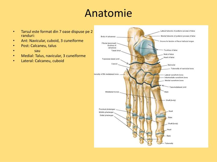 PPT - Fracturile oaselor tarsiene si metatarsiene PowerPoint ...