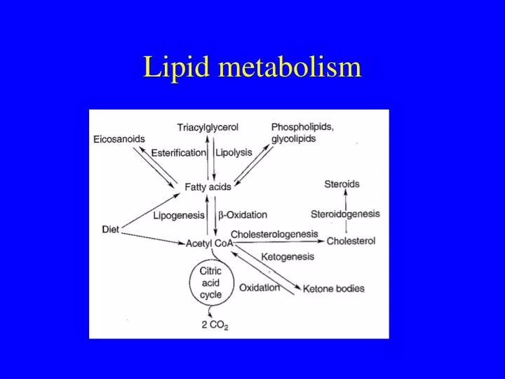 PPT - Lipid metabolism PowerPoint Presentation, free download - ID:3642827