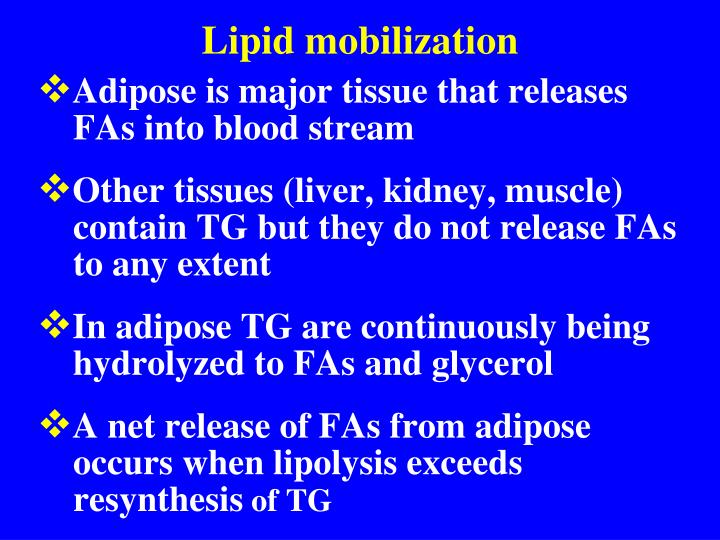 PPT - Lipid metabolism PowerPoint Presentation - ID:3642827