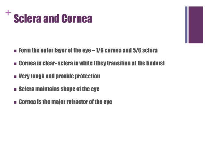 PPT - Structure and Function of the Eye PowerPoint Presentation - ID ...