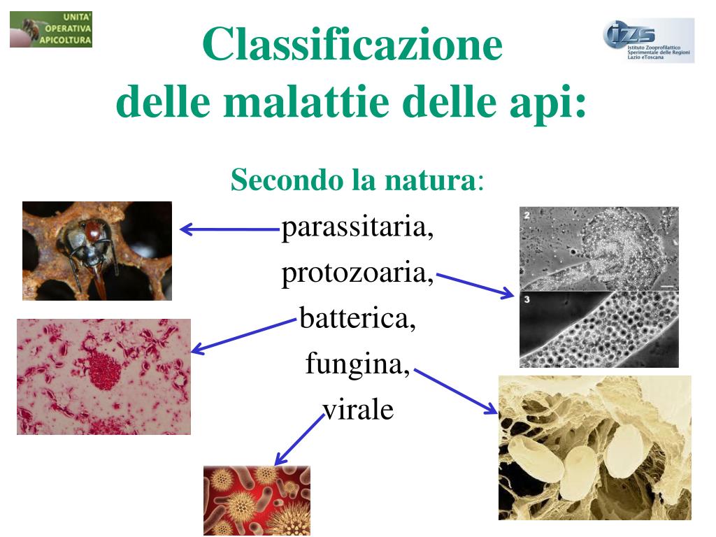 PPT - INTRODUZIONE ALLA PATOLOGIA APISTICA PowerPoint Presentation ...