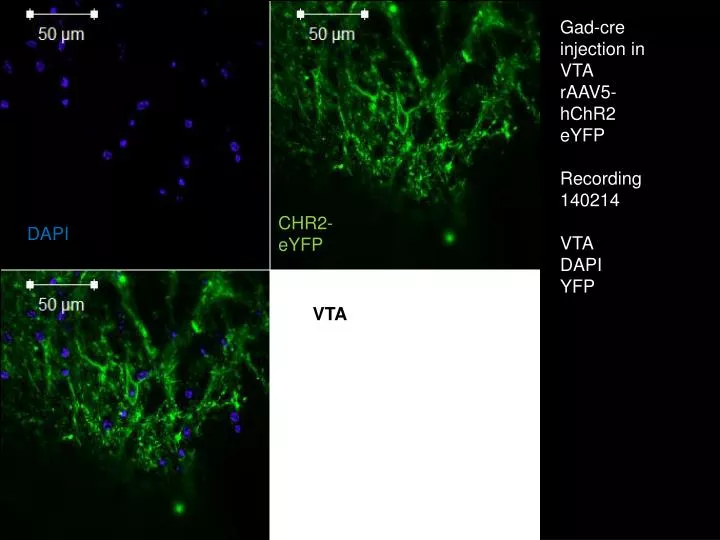 PPT - DAPI PowerPoint Presentation, free download - ID:3643218