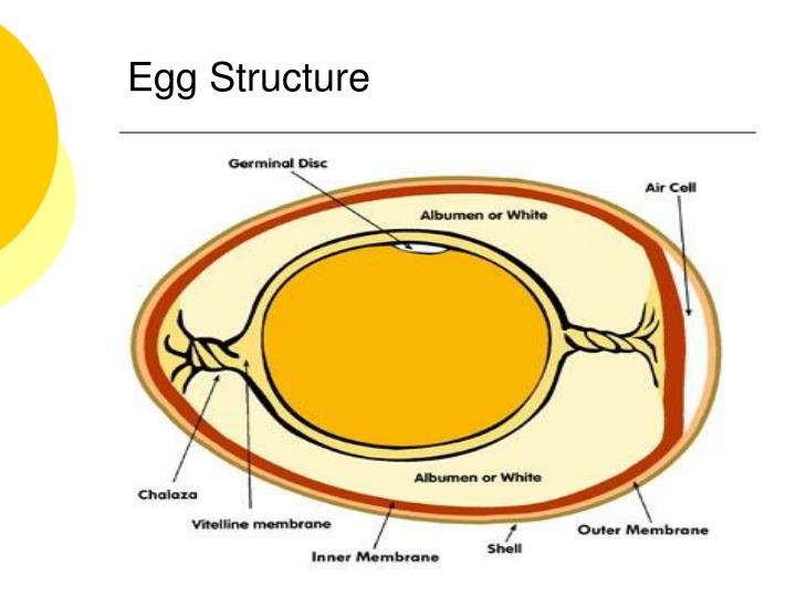 PPT - The Incredible Edible Egg PowerPoint Presentation - ID:3643315