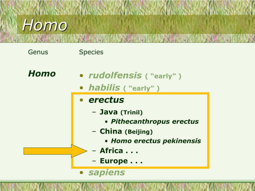 Ppt Migrations Out Of Africa Powerpoint Presentation Free Download