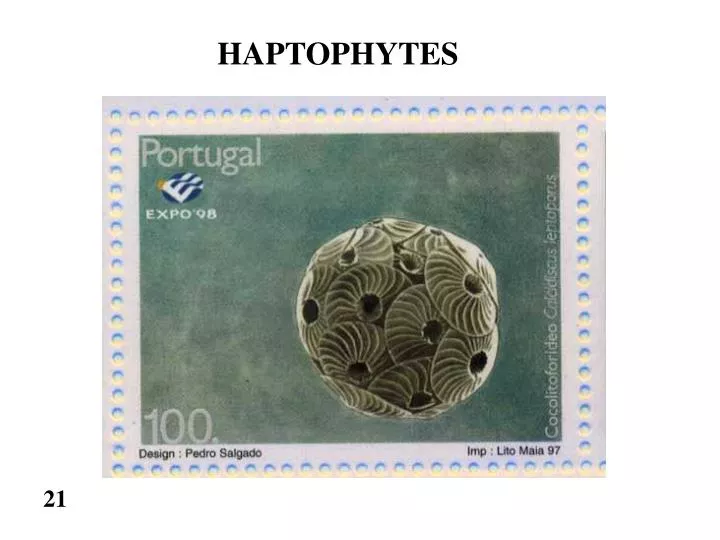 PPT - HAPTOPHYTES PowerPoint Presentation, free download - ID:3644341