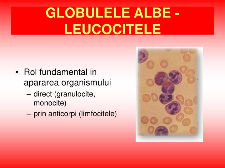 PPT - Componentele sangelui PowerPoint Presentation - ID:3644621