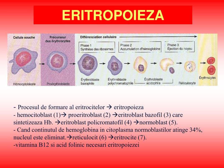 PPT - Componentele sangelui PowerPoint Presentation - ID:3644621