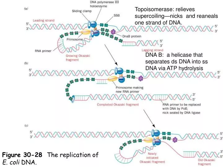 PPT - Figure 30-28 The replication of E. coli DNA. PowerPoint ...