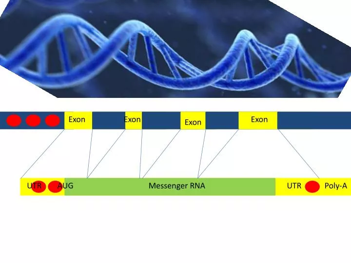 PPT - Exon PowerPoint Presentation, free download - ID:3644796